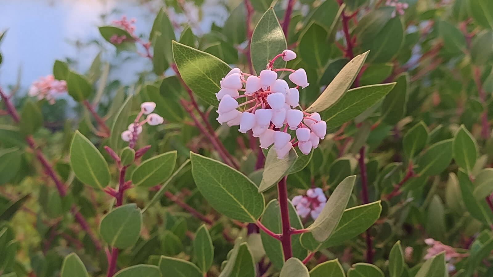 Upcoming Events – MDCHS Online Store